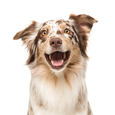 Perros – Page 53 – MELO Pet and Garden